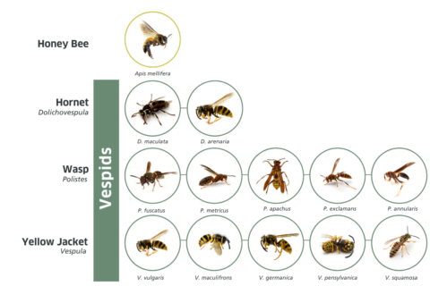 Venom Extracts - HollisterStier Allergy