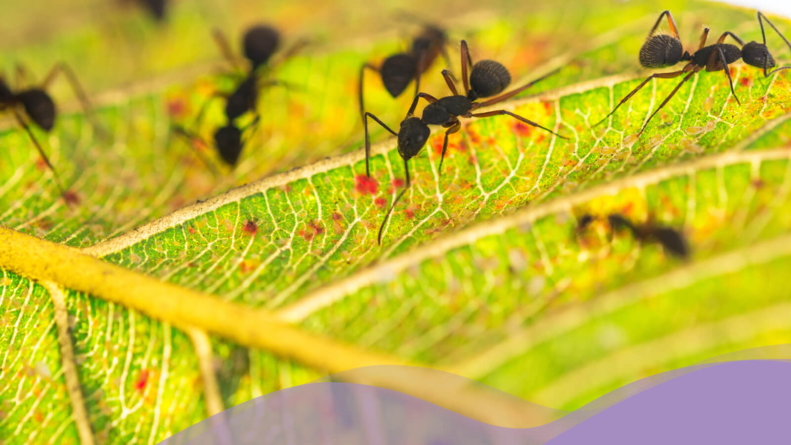 Insect Extracts - HollisterStier Allergy