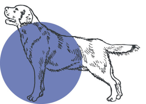 Dog Hair Extracts - HollisterStier Allergy